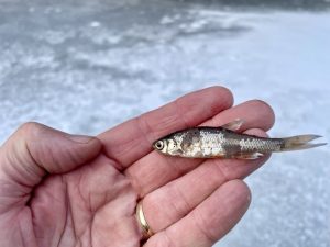 Ice fishing for brook trout on Charles Pond in Georgetown, Maine ...